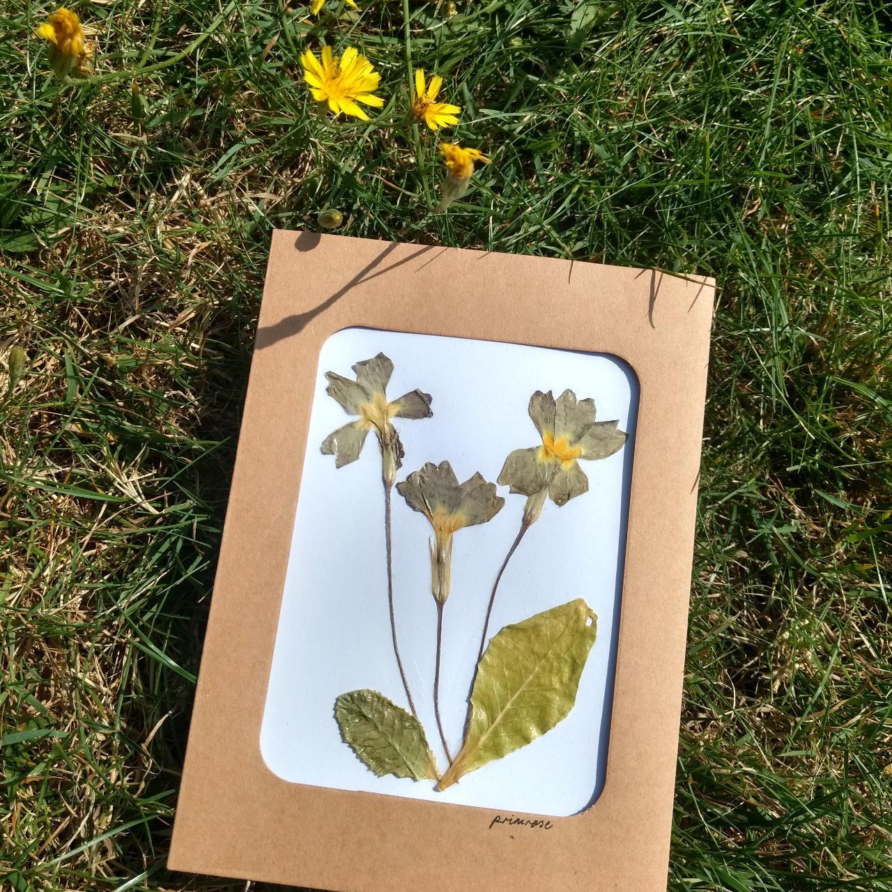 Pressed Primrose Flower 🌼 Flowers are adhered to... - Depop
