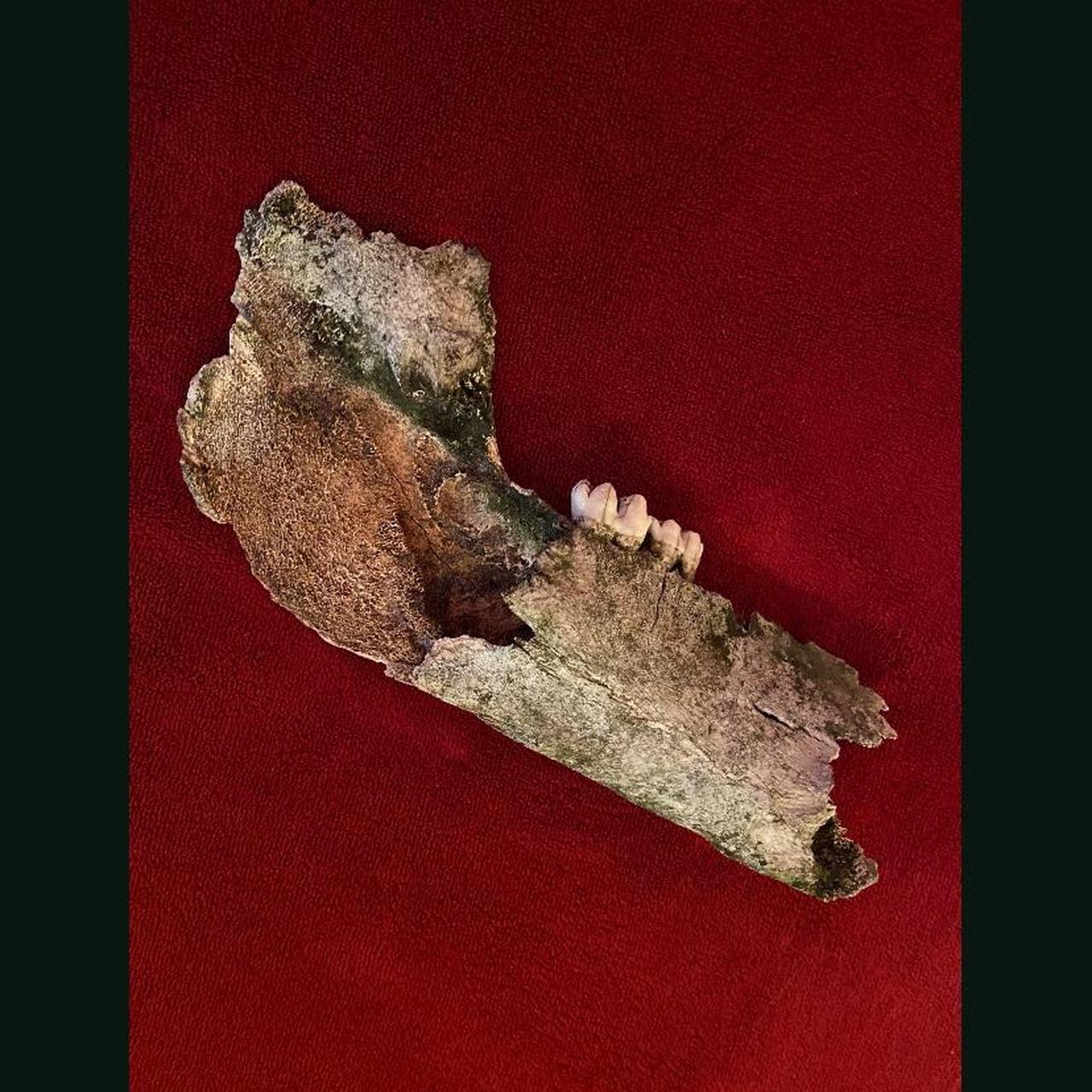 Wild Boar (Sus scrofa) Jaw with two molars. I have... - Depop