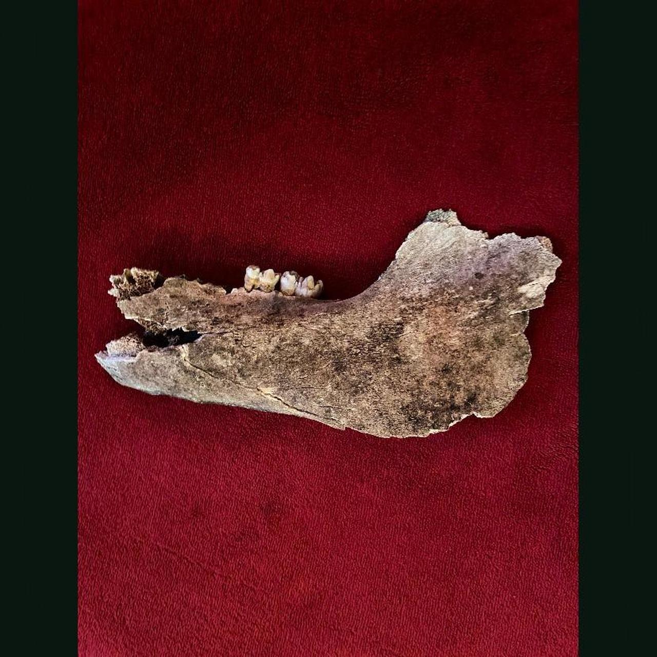 Wild Boar (Sus scrofa) Jaw with two molars. I have... - Depop