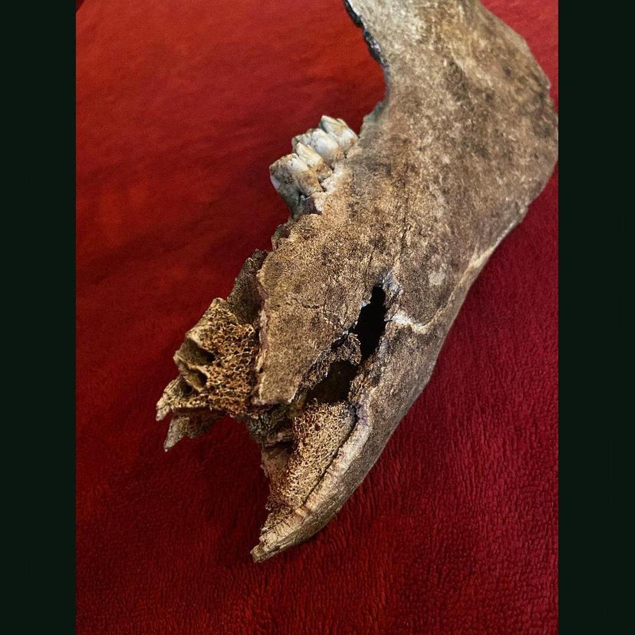 Wild Boar (Sus scrofa) Jaw with two molars. I have... - Depop