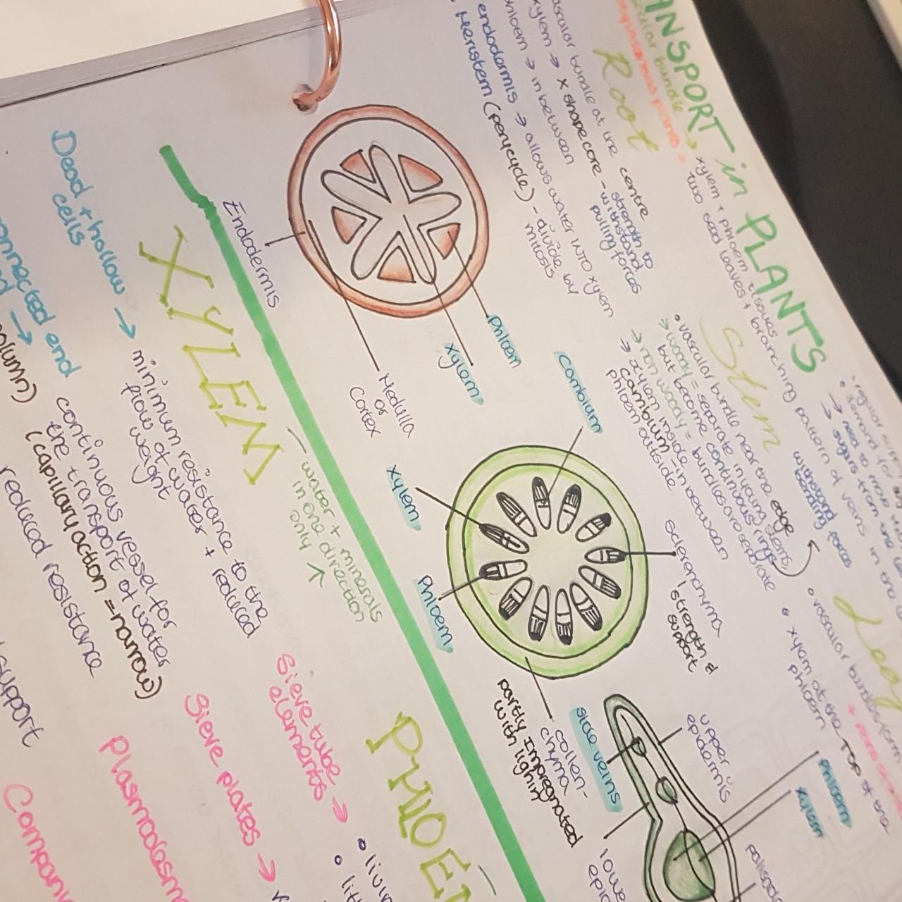 AS BIOLOGY NOTES 🌲 Whole chapter on Transport in... - Depop