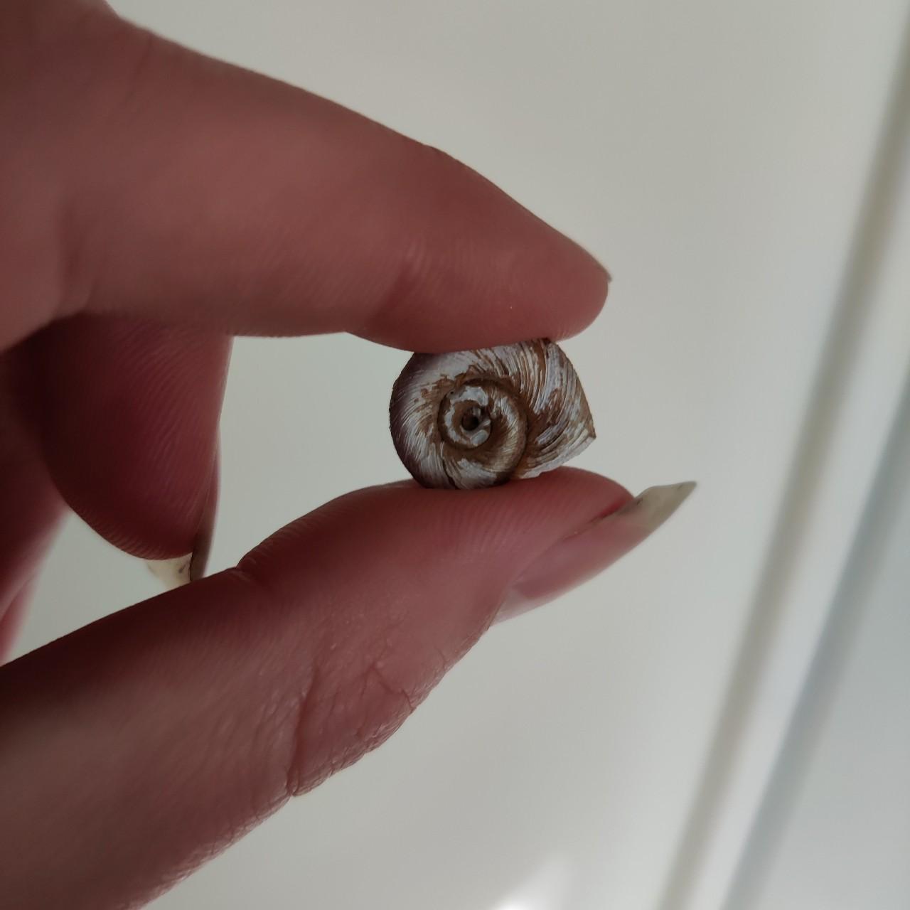 Real snail shell that's flat on both sides Super... - Depop