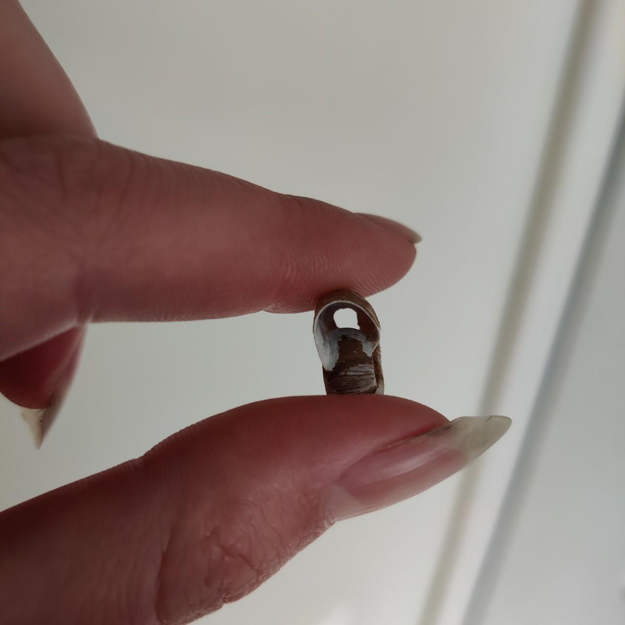 Real snail shell that's flat on both sides Super... - Depop