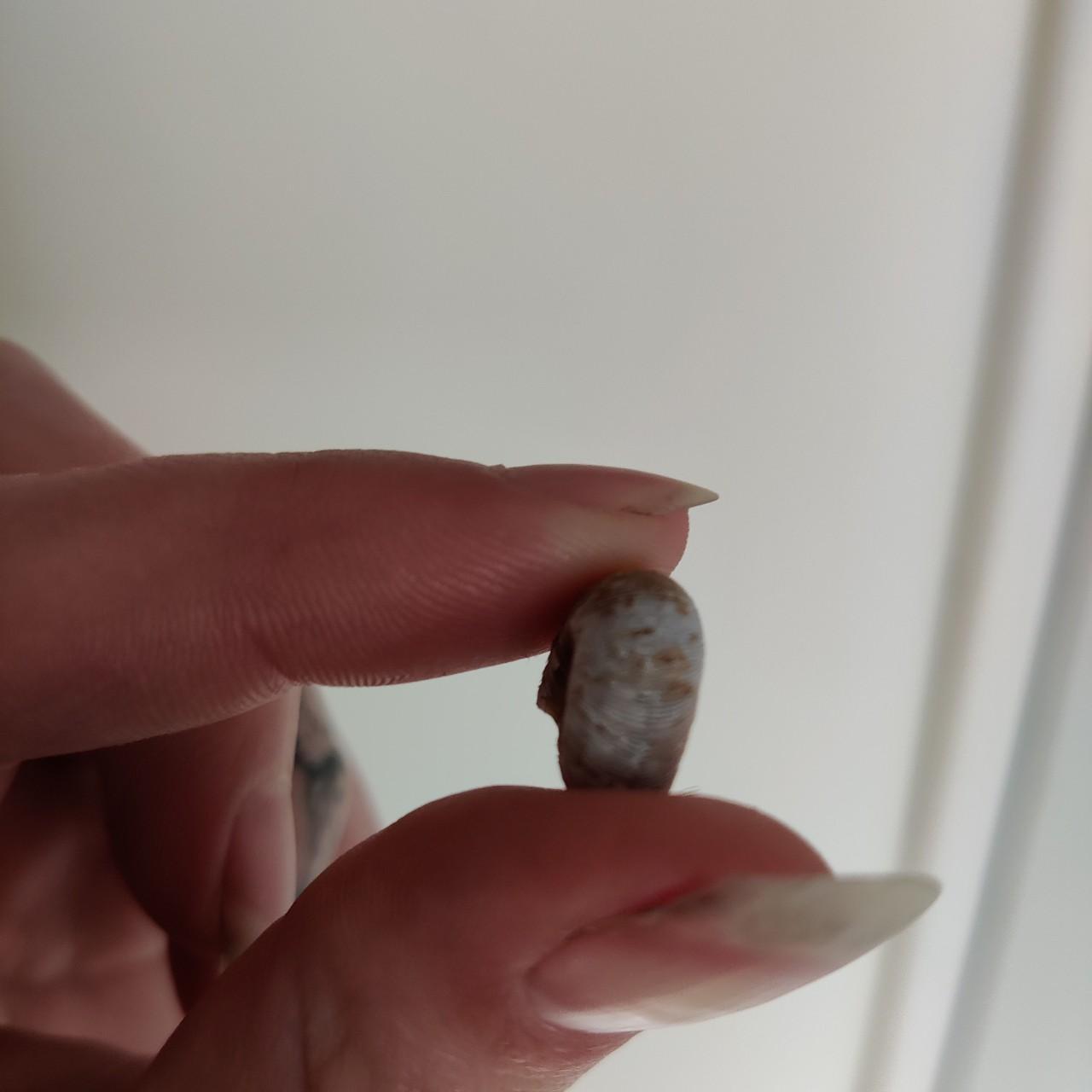 Real snail shell that's flat on both sides Super... - Depop