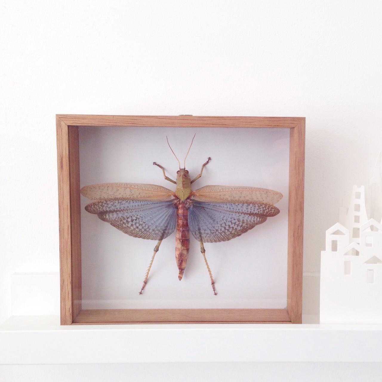 Beautiful flying cricket from French Guiana- South... - Depop