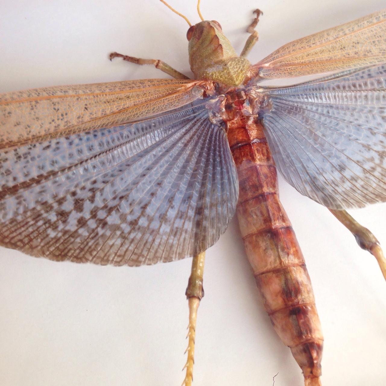 Beautiful flying cricket from French Guiana- South... - Depop