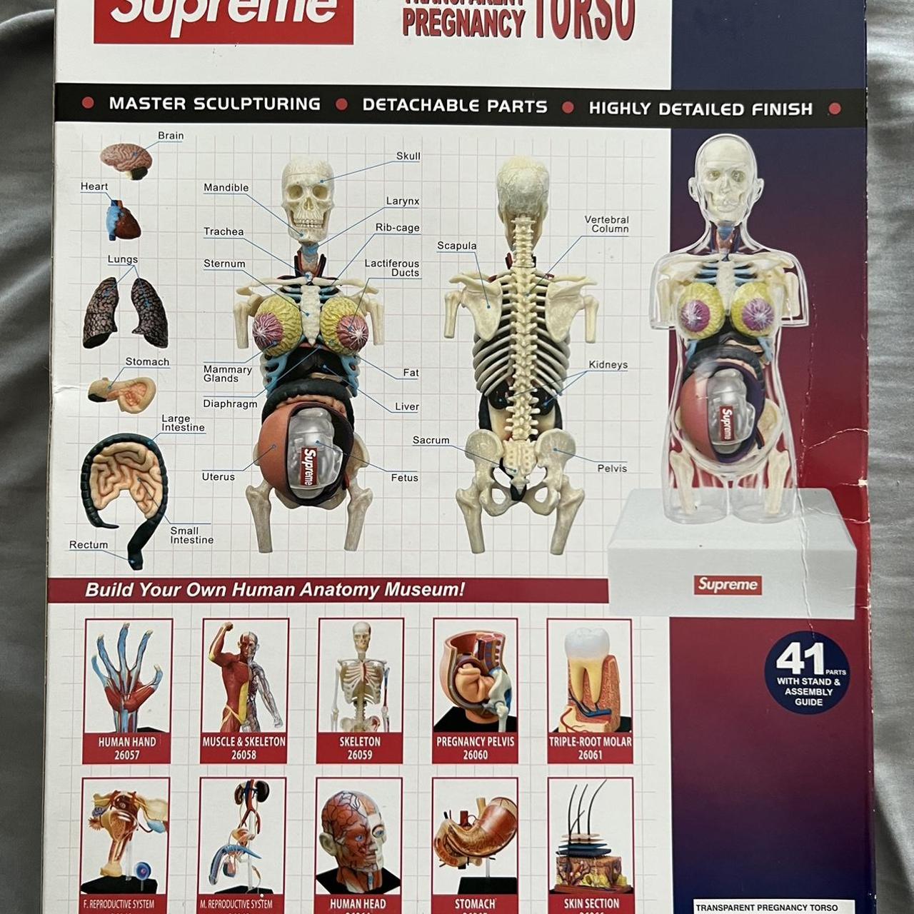 Supreme Anatomy Figure Female - Depop