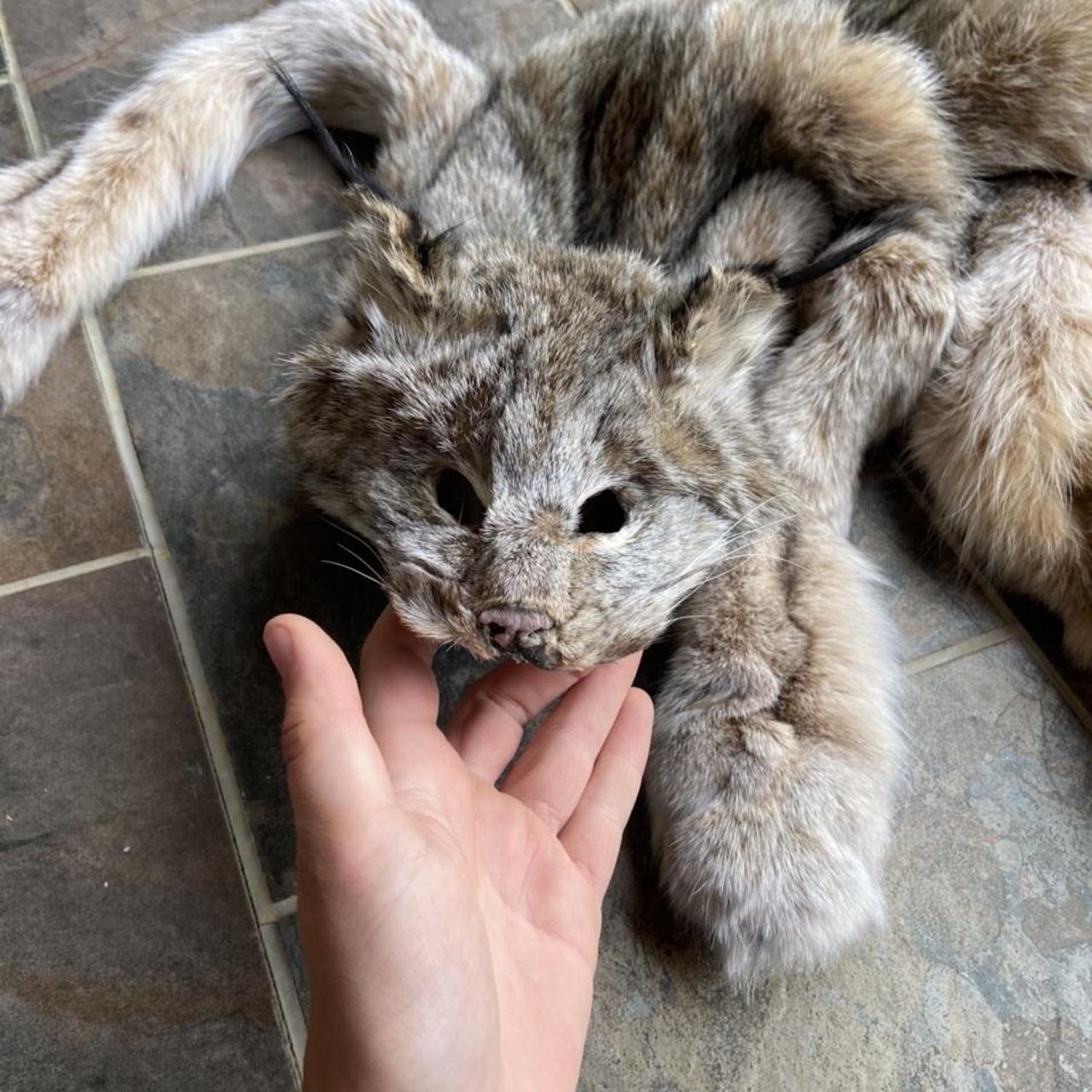 Canadian lynx pelt with all four paws. Measures... - Depop