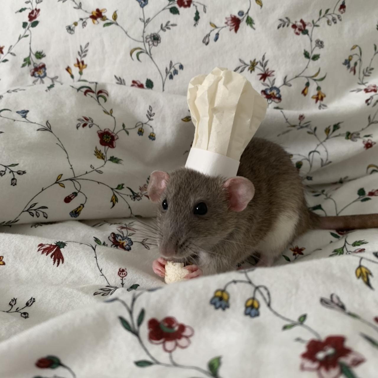 little paper ratatouille chefs hat made for small... | Depop