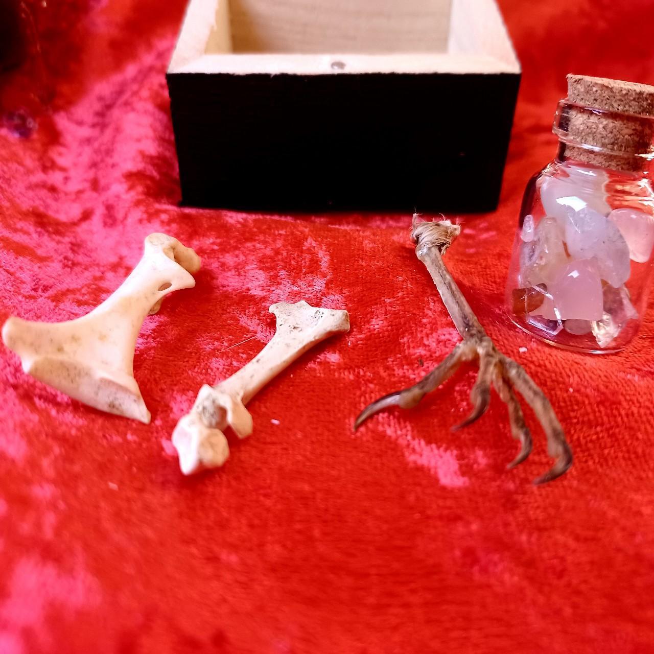 Mini oddities box * One small preserved birds... - Depop