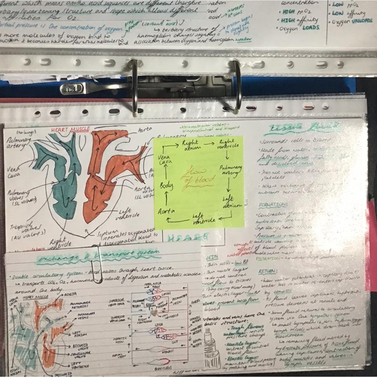 AQA A-LEVEL BIOLOGY NOTES Notes and mind maps for... - Depop