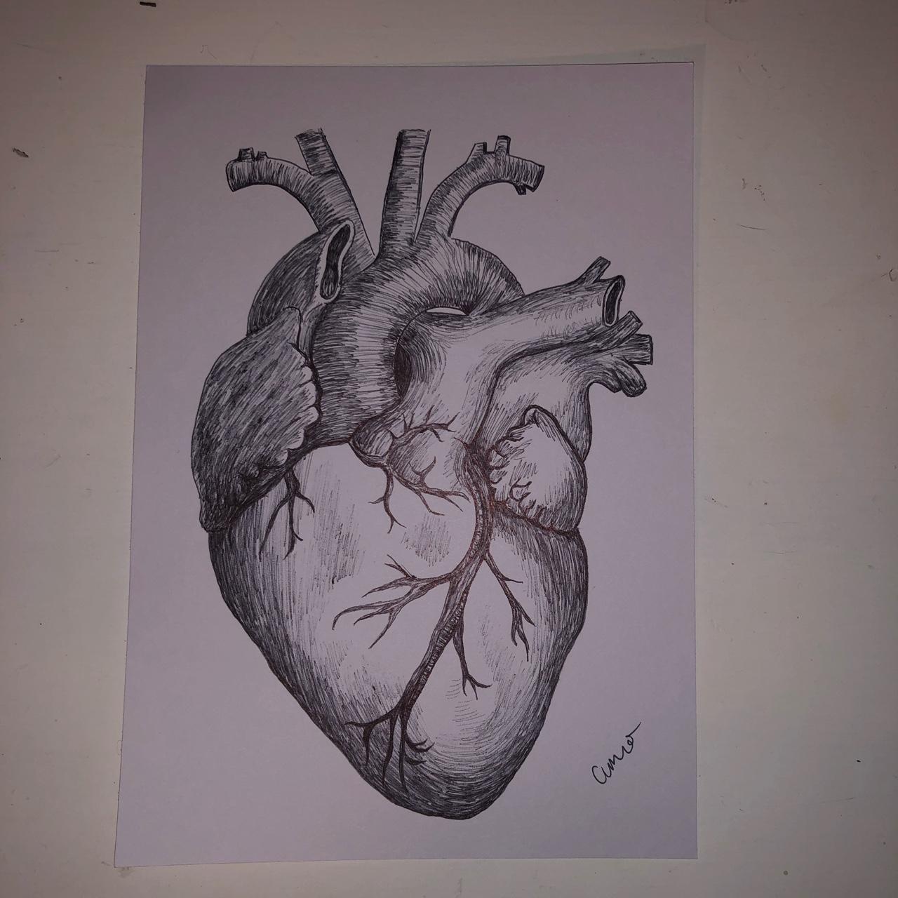 A5 Biro Heart Anatomy Sketch HANDMADE Message me... | Depop