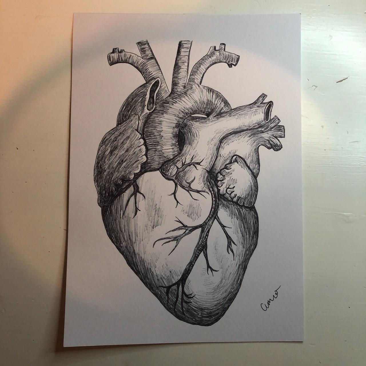 A5 Biro Heart Anatomy Sketch HANDMADE Message me... | Depop
