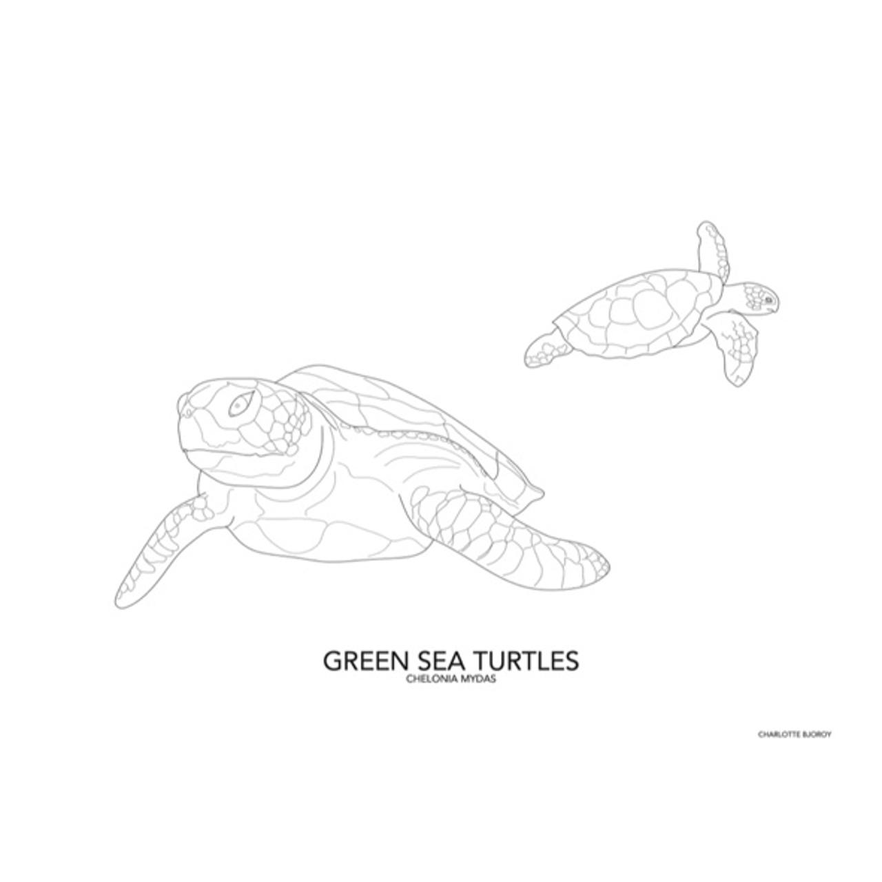 Green Sea Turtle Digital Line drawing. Once payment... - Depop