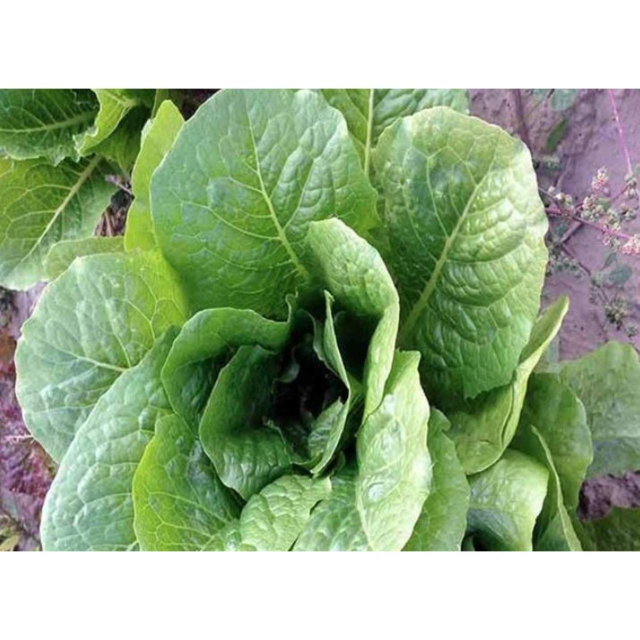 All Natural GMO-Free Brilliant Green Parris Island... - Depop