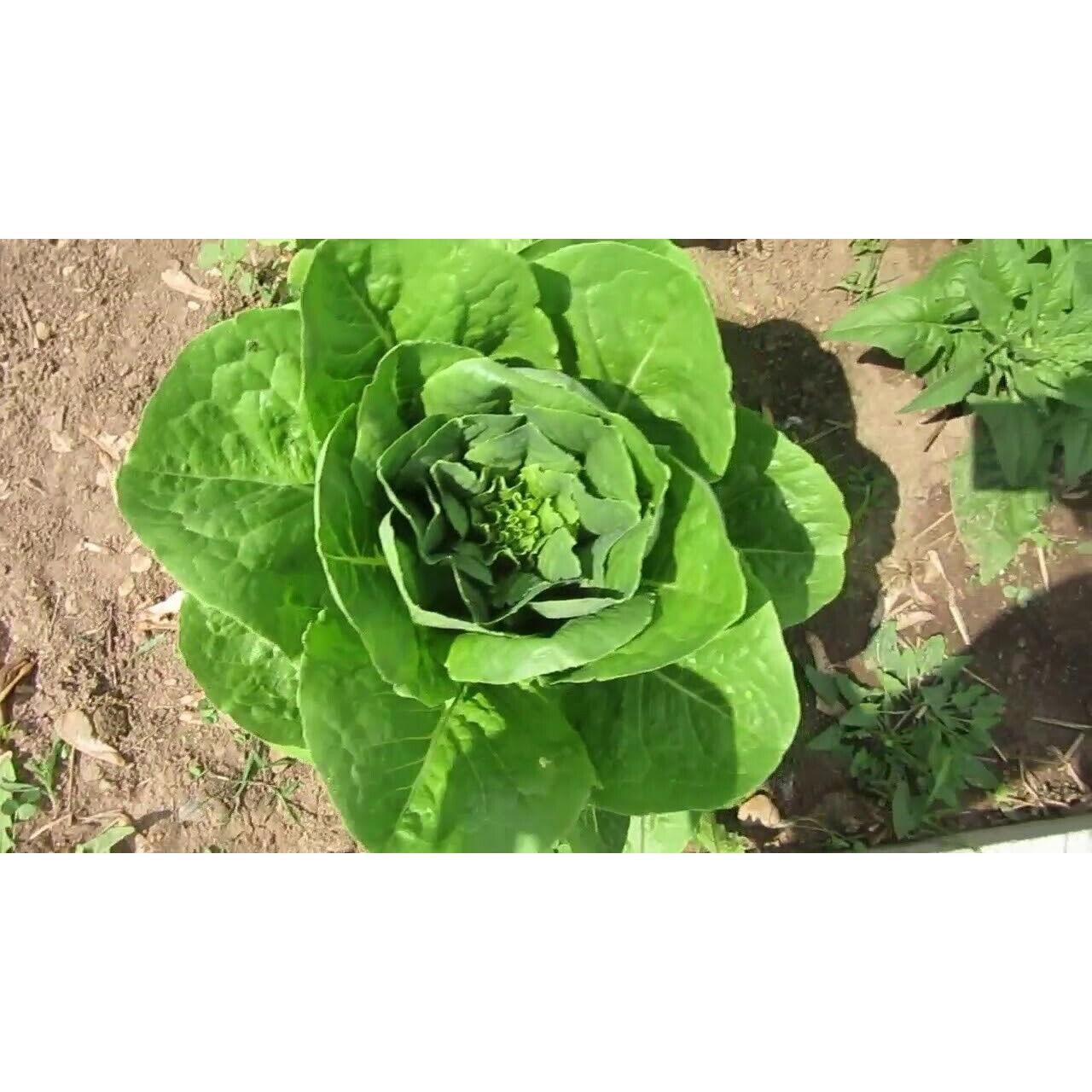 All Natural GMO-Free Brilliant Green Parris Island... - Depop