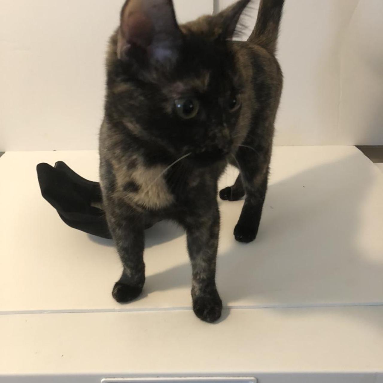 CAT VIP Hat Cat in last image not included. #CAT... - Depop