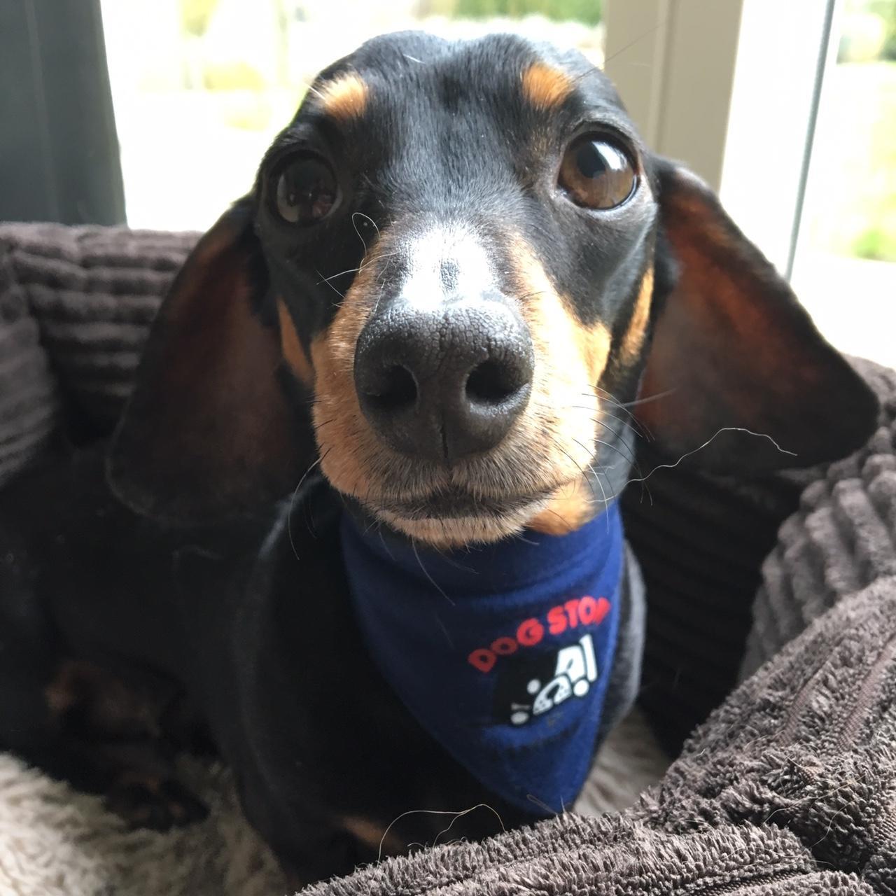 ONE Bape/A Bathing Ape Dog Collar Bandana Fits a... - Depop