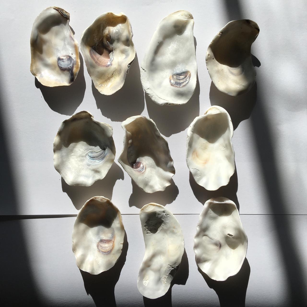 10 Medium Oyster Shells These are real Danish... - Depop