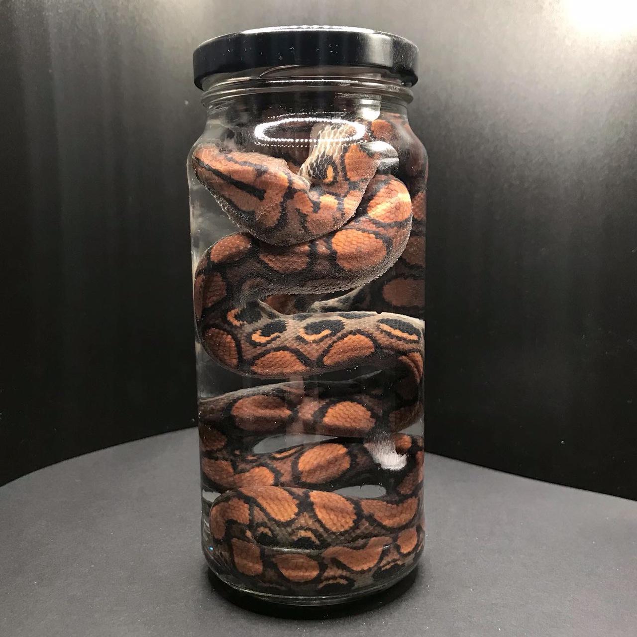 Real RARE Brazilian Rainbow Boa Wet Specimen in... - Depop