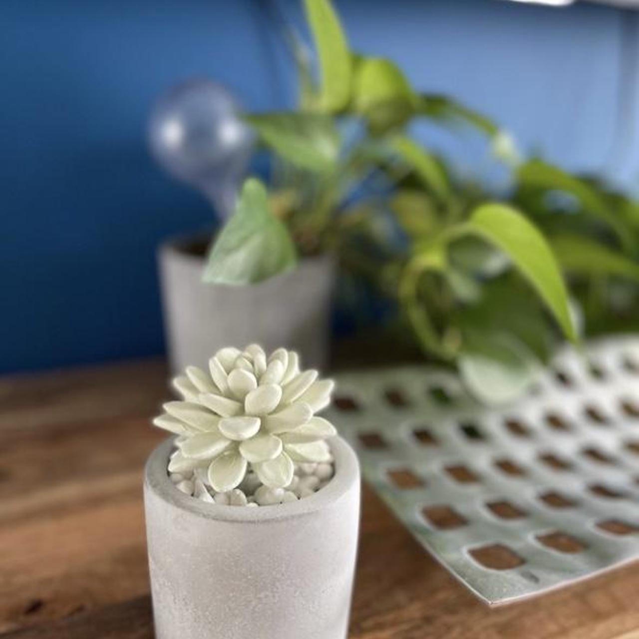 Succulent Diffuser Gift Set in Sweet Orange Cedar. ... - Depop