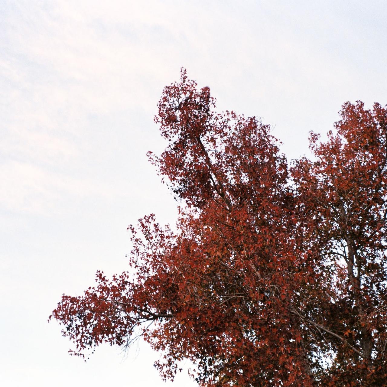 contax tvs sample photos! shot on fuji c200 - Depop