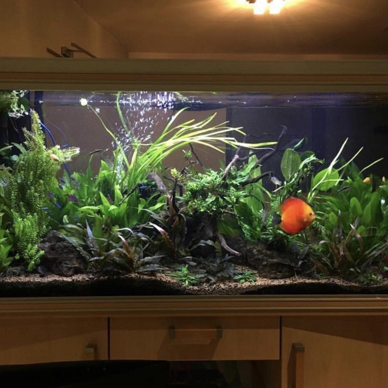 Rena 5ft L x 2ft D x 20”W, 500L fish tank and stand... - Depop