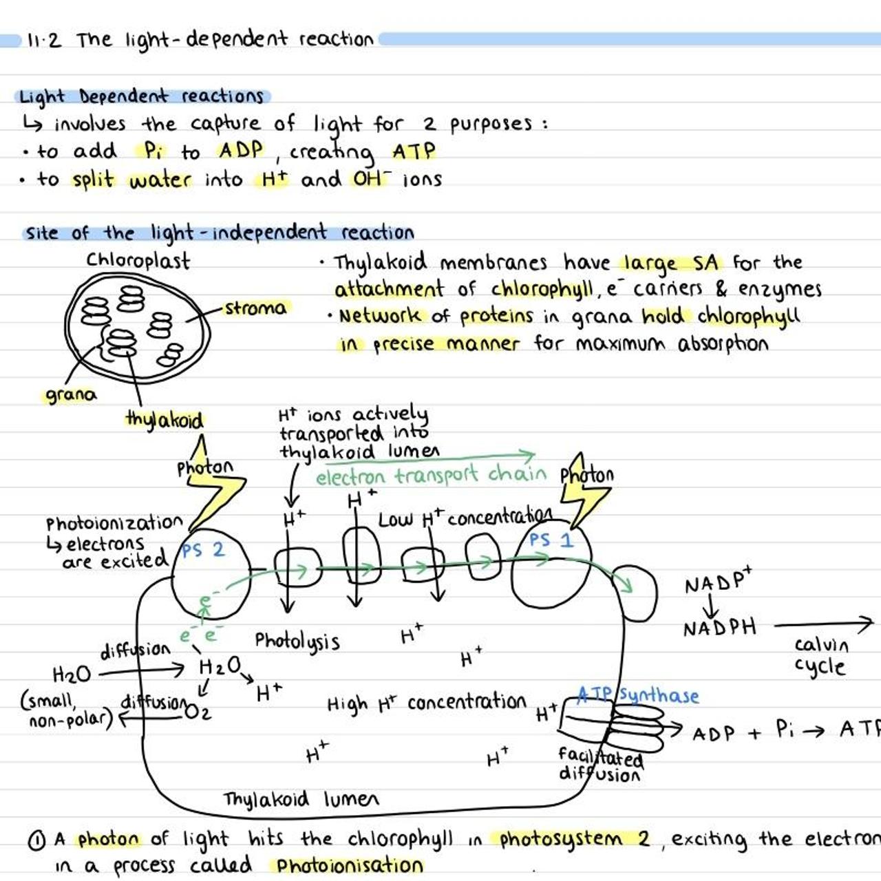AQA A-level biology notes Hand-written on iPad,... - Depop