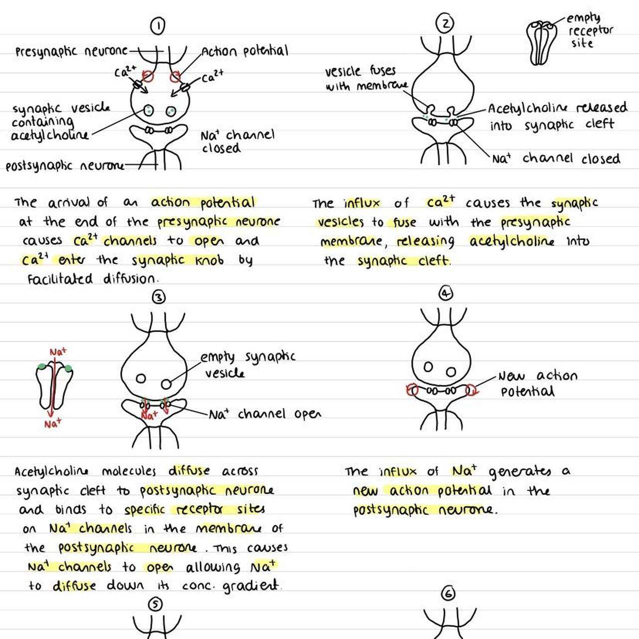 AQA A-level biology notes Hand-written on iPad,... - Depop