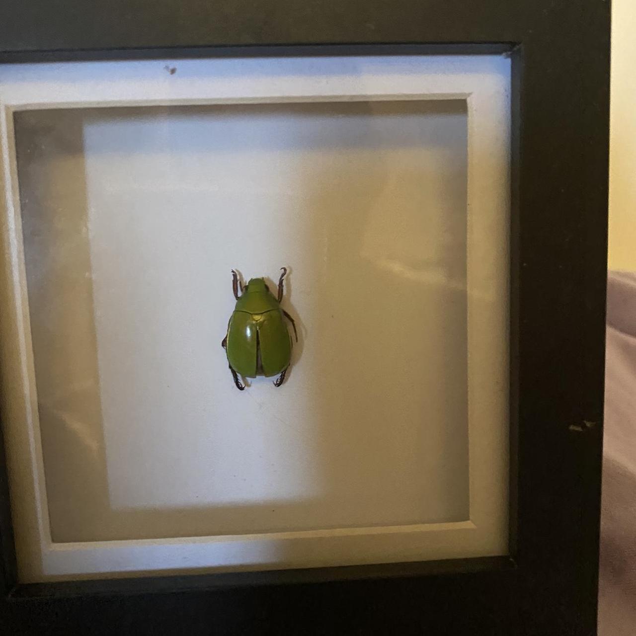 Bug shadow box Super cute boxframe butterfly fairy... - Depop