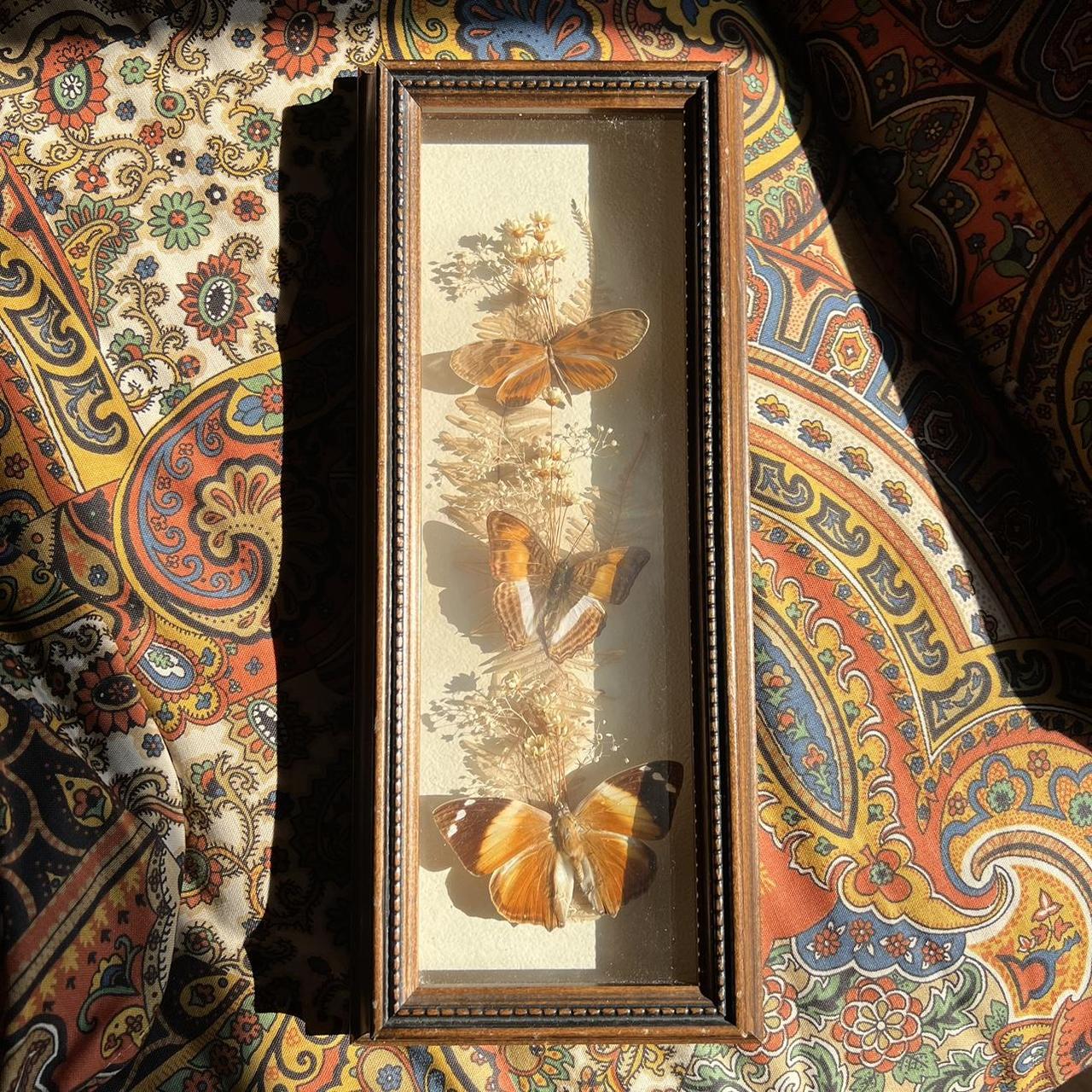 Vintage 70s butterfly taxidermy shadow box wall... - Depop