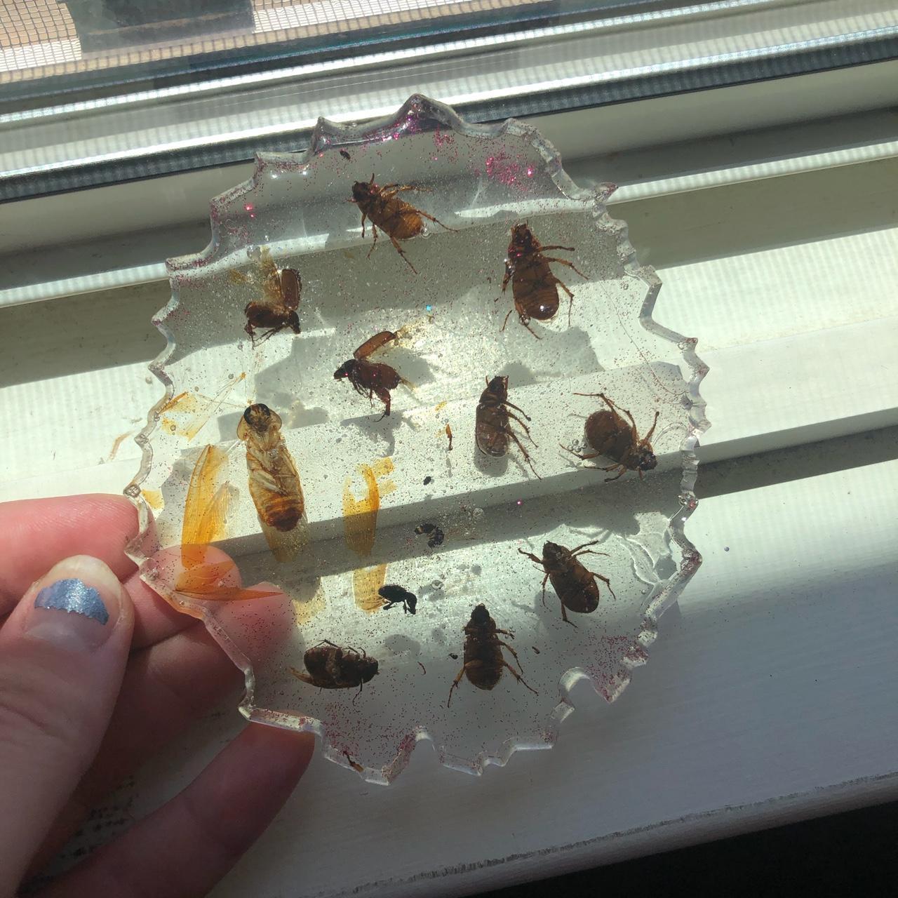 Bug coaster Beetles, insects, bugs ! With a... - Depop