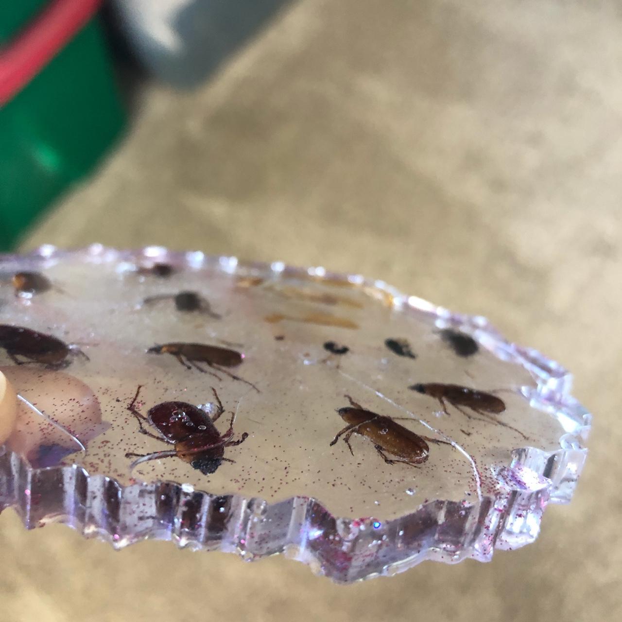 Bug coaster Beetles, insects, bugs ! With a... - Depop