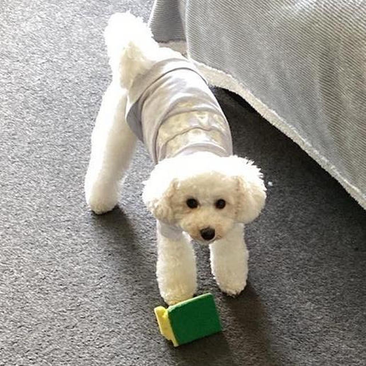 Peter Alexander Fur Baby Dog T-Shirt Pyjamas $3.99... | Depop