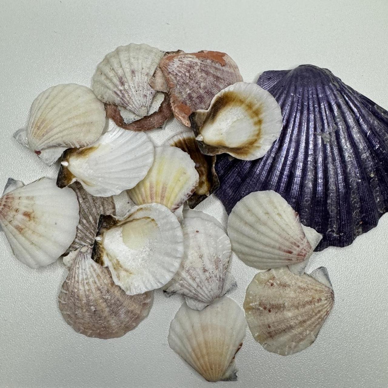 6oz of mixed sea shells. Great for crafts and... - Depop