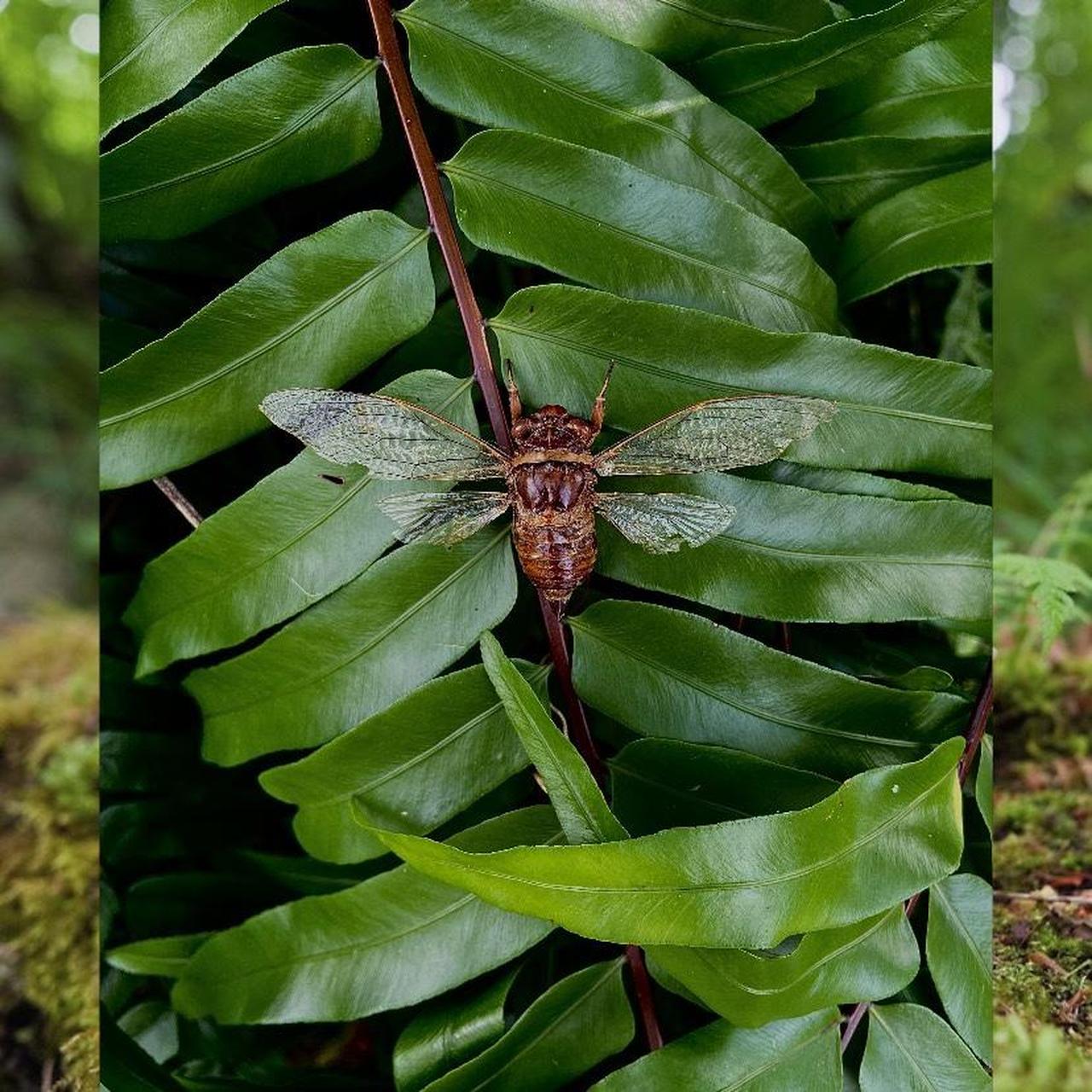 Thai Cicada! This baby is missing all legs but the... - Depop