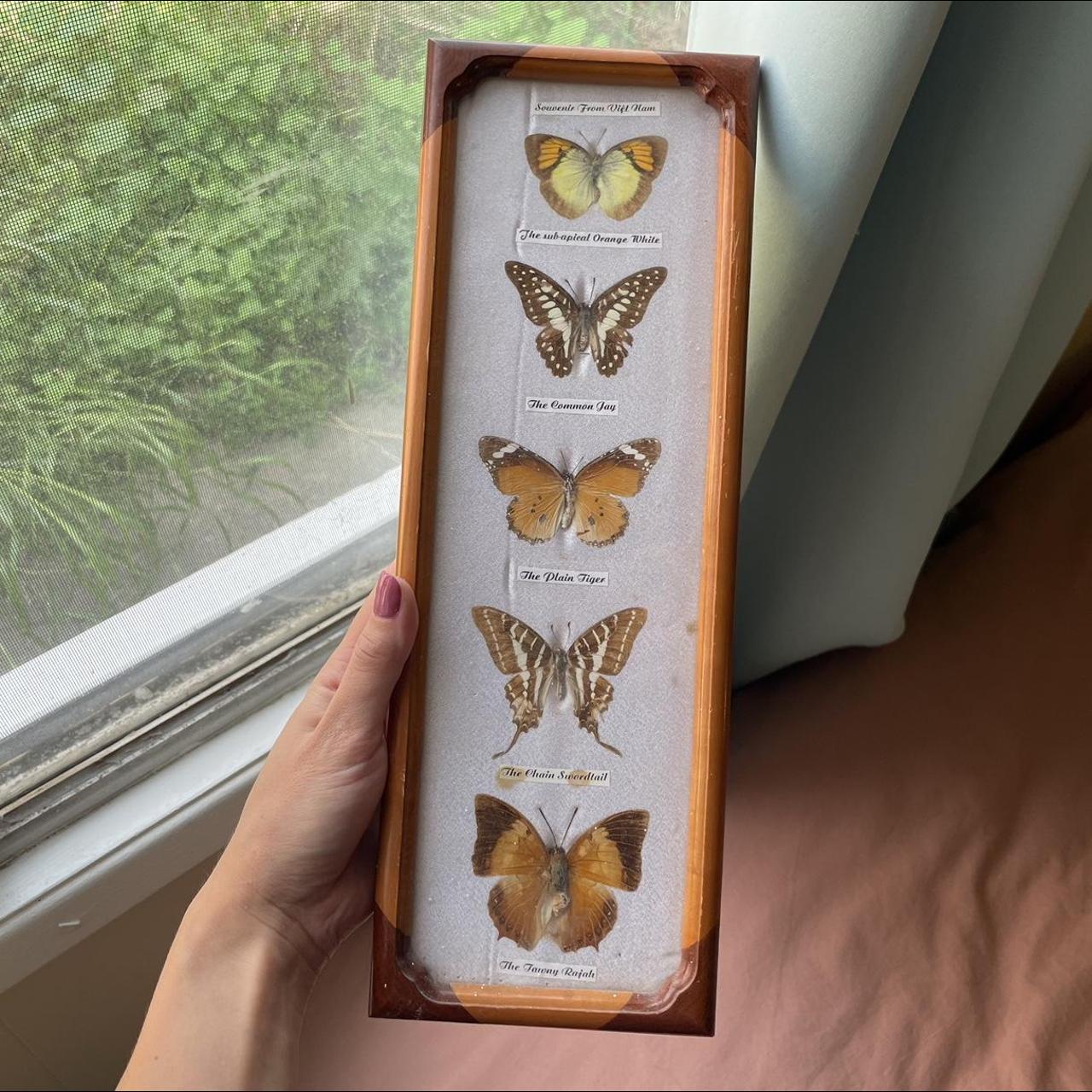 mounted framed butterflies 🦋 real butterflies!... - Depop