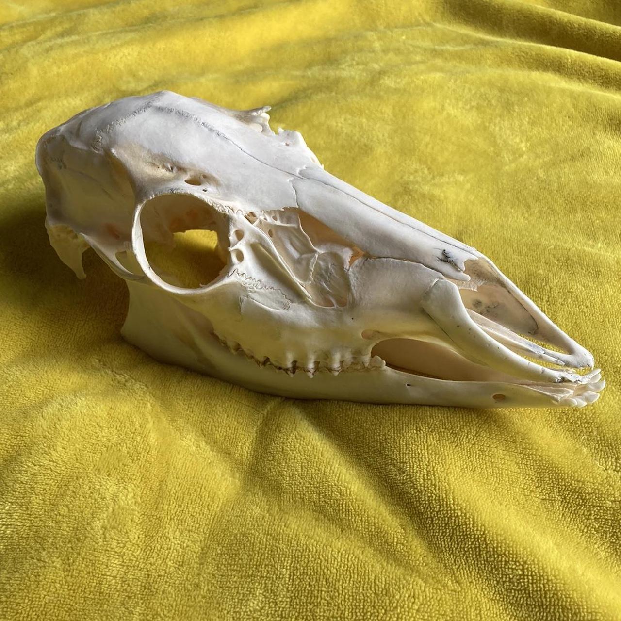 whitetail deer doe skull great condition bottom jaw... - Depop