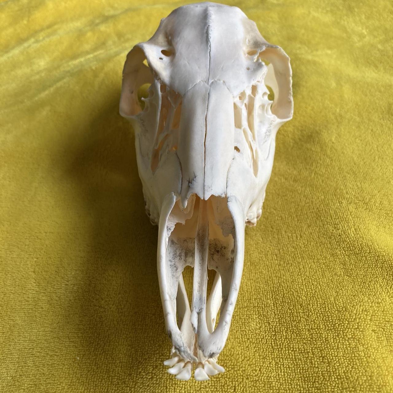 whitetail deer doe skull great condition bottom jaw... - Depop