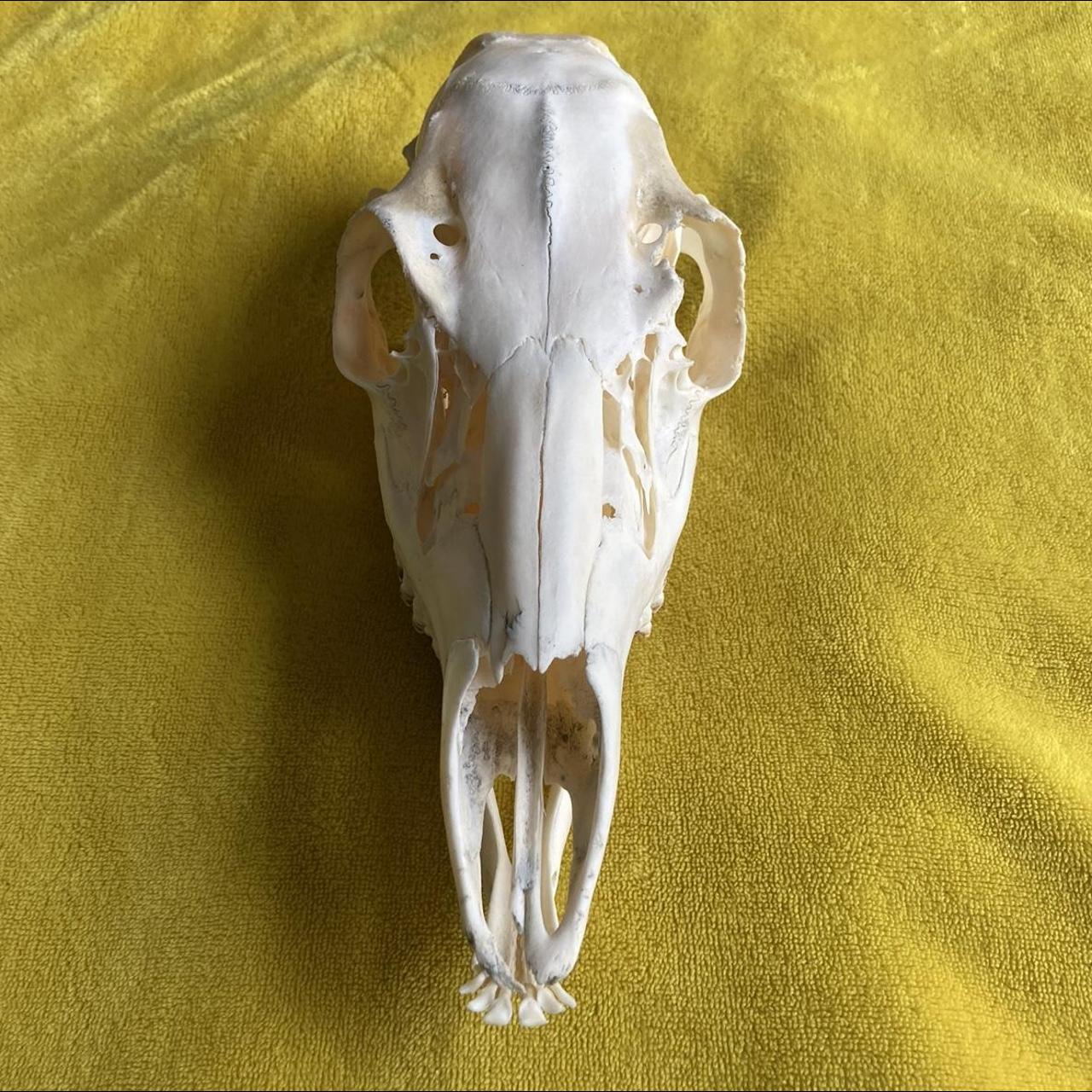 whitetail deer doe skull great condition bottom jaw... - Depop