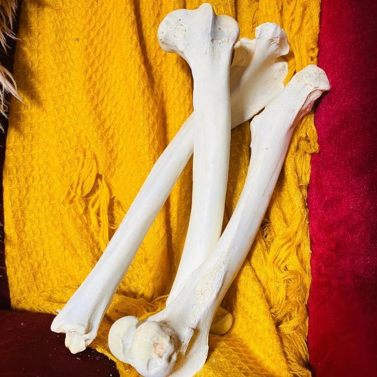 Bone cow bone bundle. - Depop