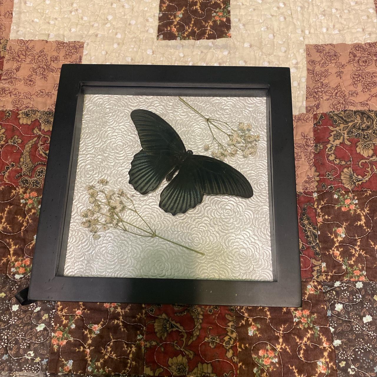 Male Papilio memnon Great Mormon butterfly frame... - Depop