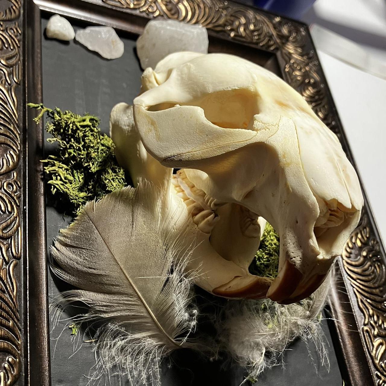 Beaver Taxidermy Frame Preserved genuine beaver... - Depop