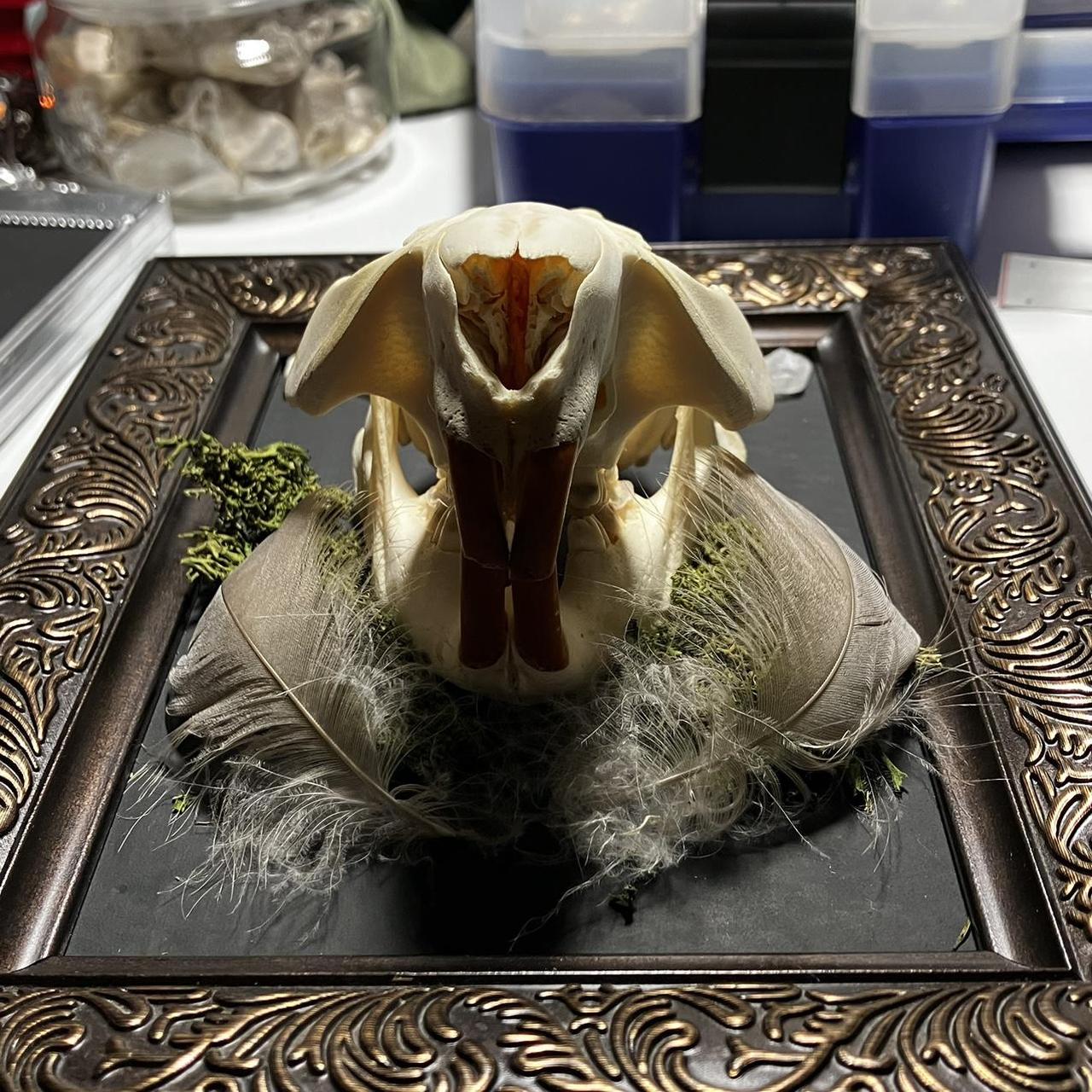 Beaver Taxidermy Frame Preserved genuine beaver... - Depop