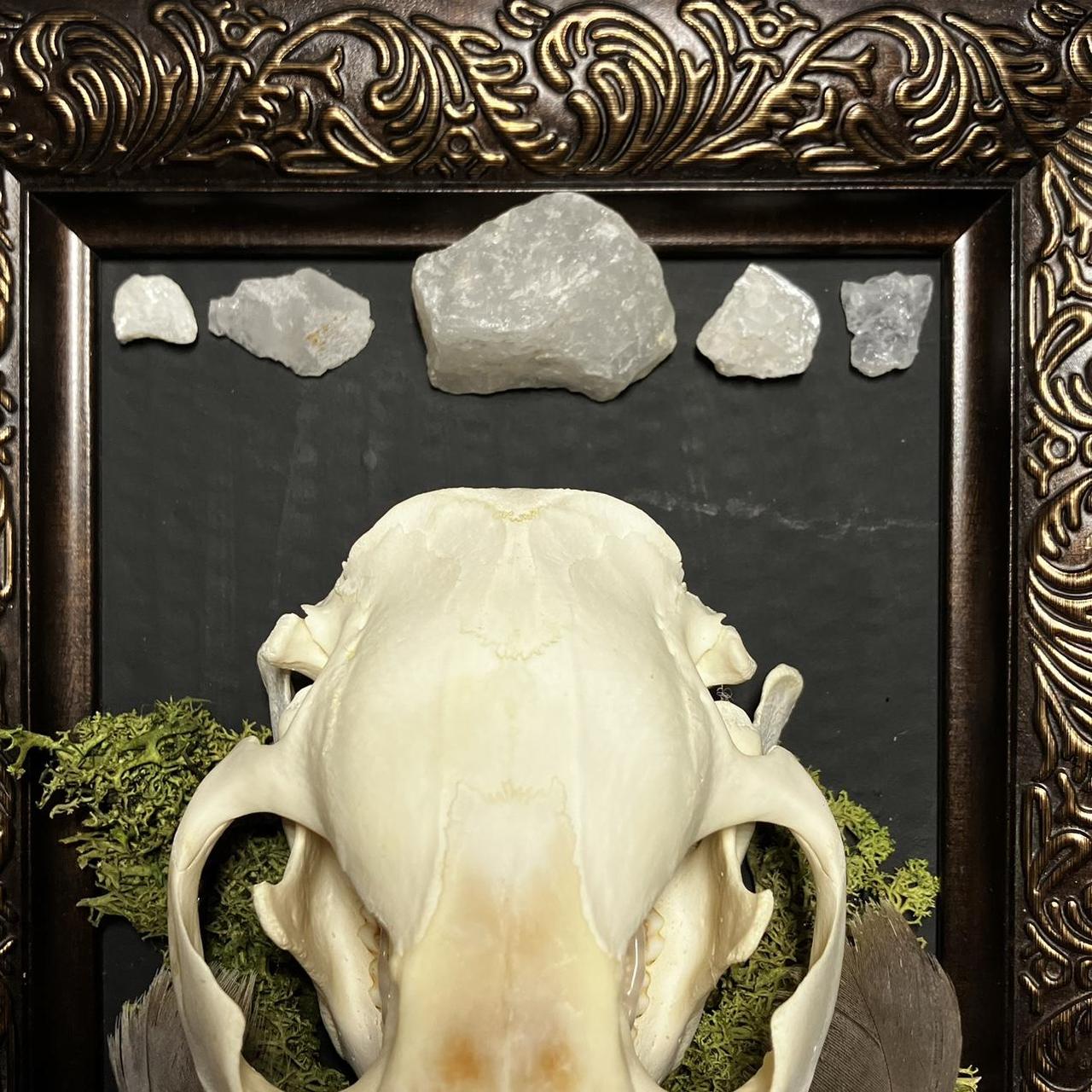 Beaver Taxidermy Frame Preserved genuine beaver... - Depop