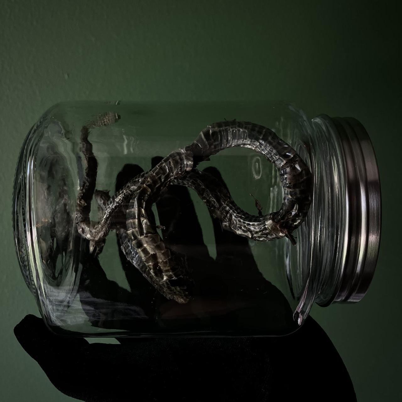 Mummified dried snake in a large glass jar and a... - Depop