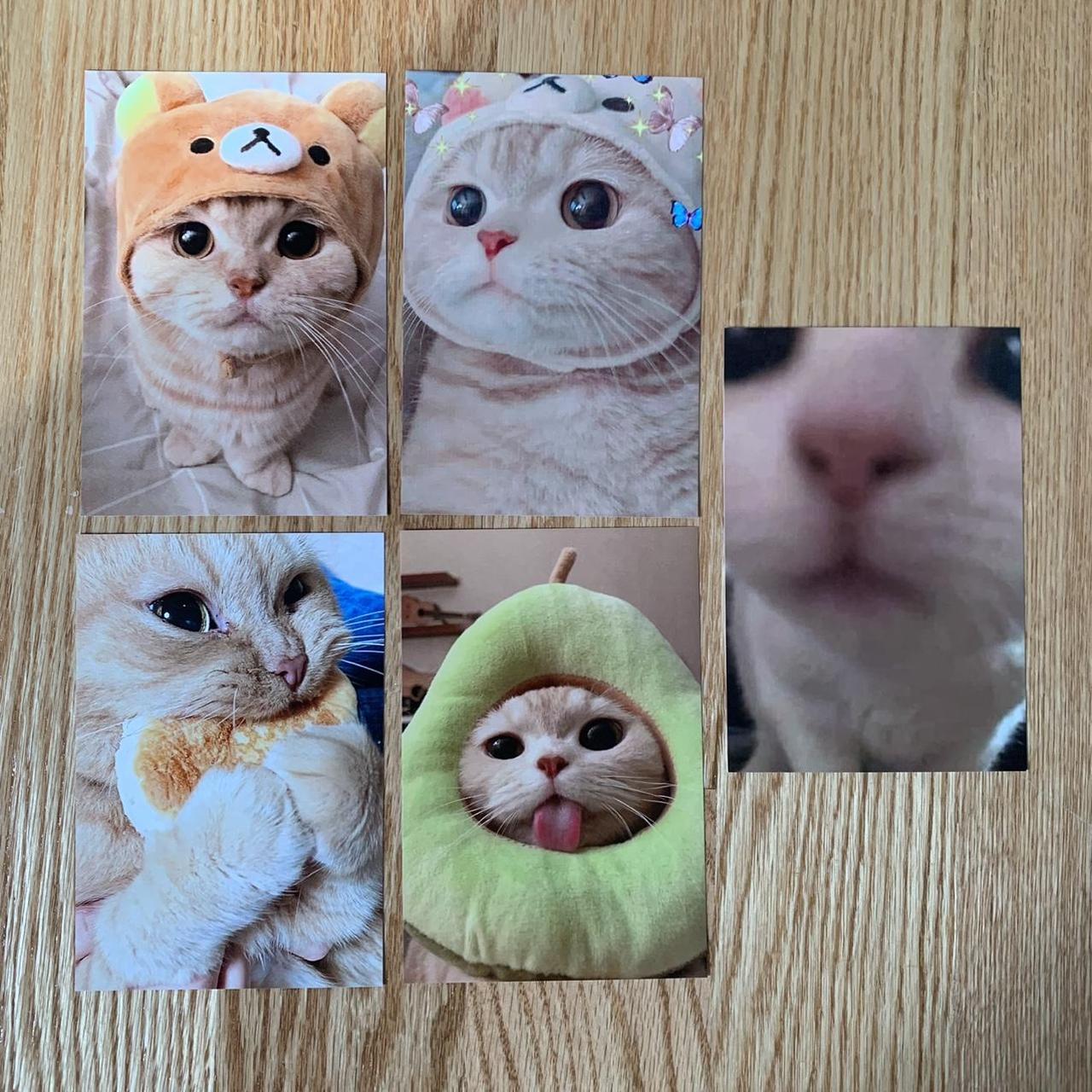 5 Cat Photo Prints - 5 4x6 photo prints -... - Depop