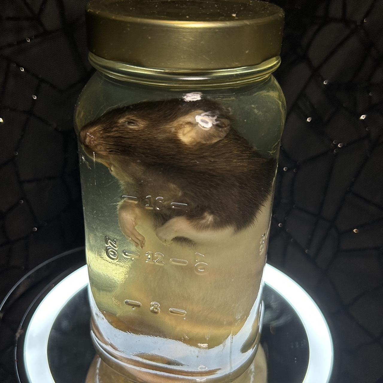 CORPSE RAT🐀 WET SPECIMEN Jar is 6.5”/ 3” Ethically... - Depop