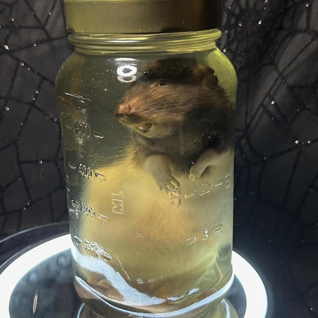 CORPSE RAT🐀 WET SPECIMEN Jar is 6.5”/ 3” Ethically... - Depop