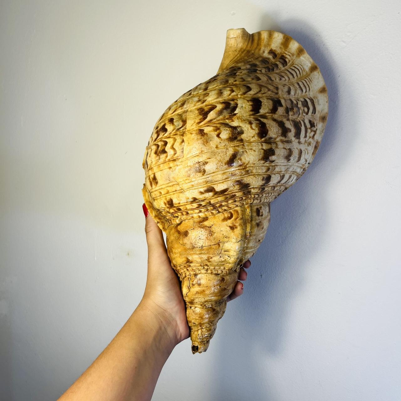 🌺 Vintage Melon Conch Shell – Manus Island, 1950s A... | Depop